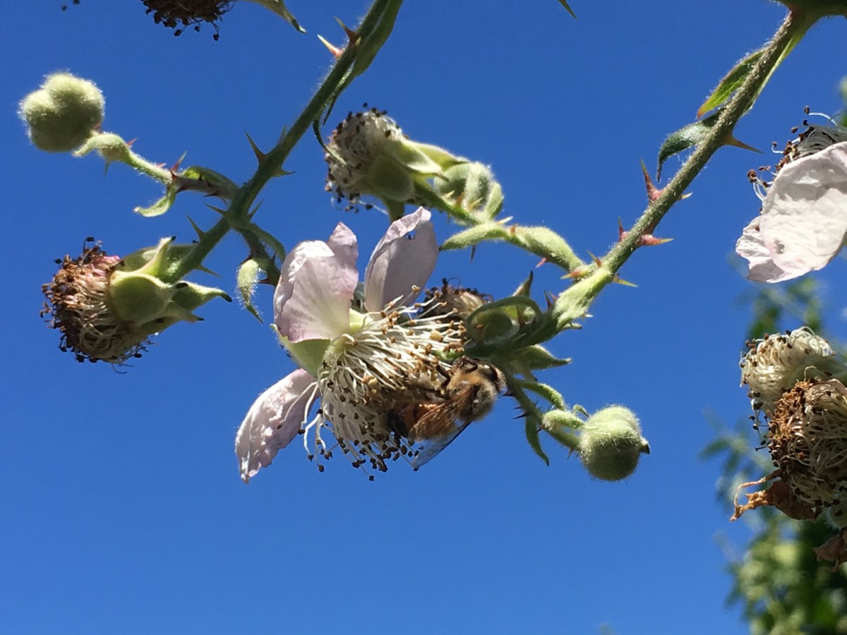 About – There She Grows CA