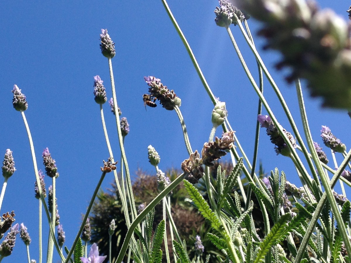 There She Grows CA – grow food. save bees. ~ love mom